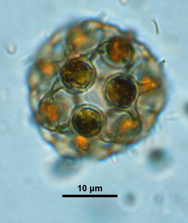 CyanoPros.com - Image Gallery